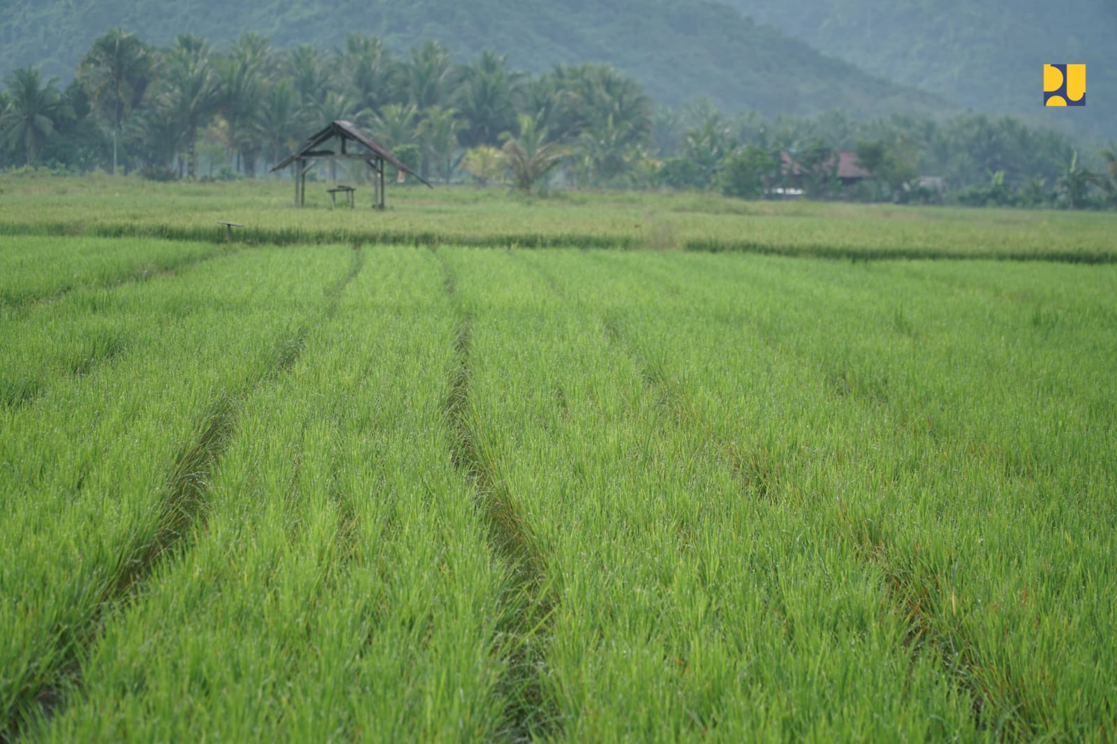 Rehabilitasi Irigasi Akedaga dan Opiyang Dorong Produktivitas Padi di ...